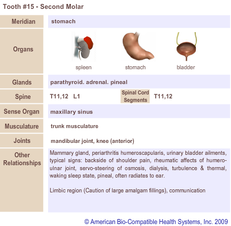 Interactive Meridian Chart Tooth 15