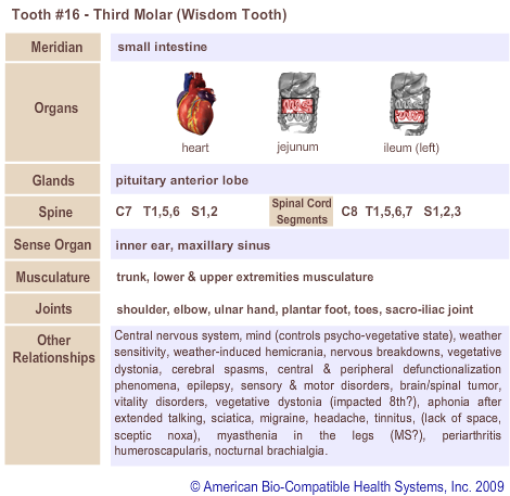 Interactive Meridian Chart Tooth 16