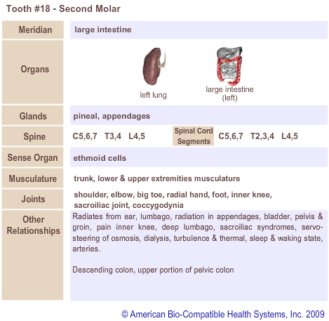 Interactive Meridian Chart Tooth 18